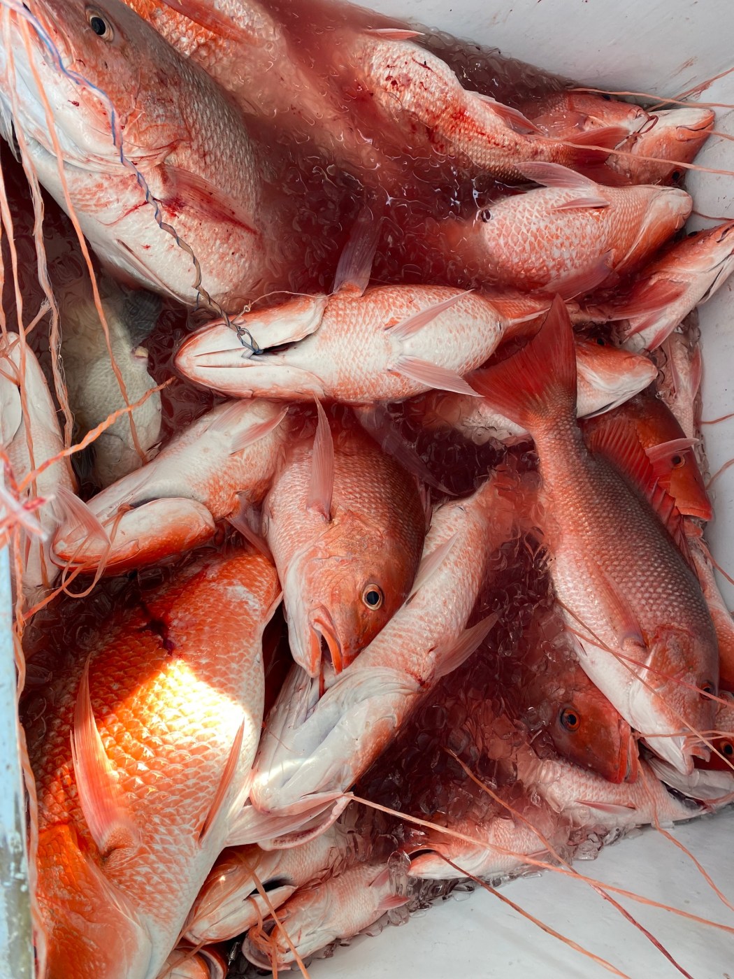 Red Snapper Full Moon Night Trip - Departing at 11PM on July 10th | Sea Spirit Fishing